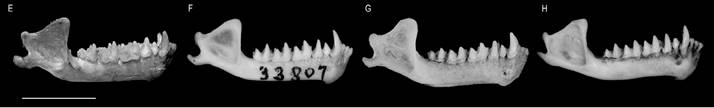A new species of Eptesicus (Mammalia: Chiroptera: Vespertilionidae ...