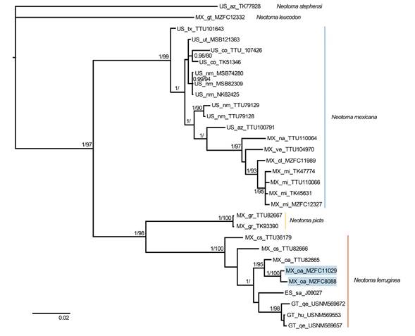 Mitochondrial DNA indicates paraphyletic relationships of disjunct ...