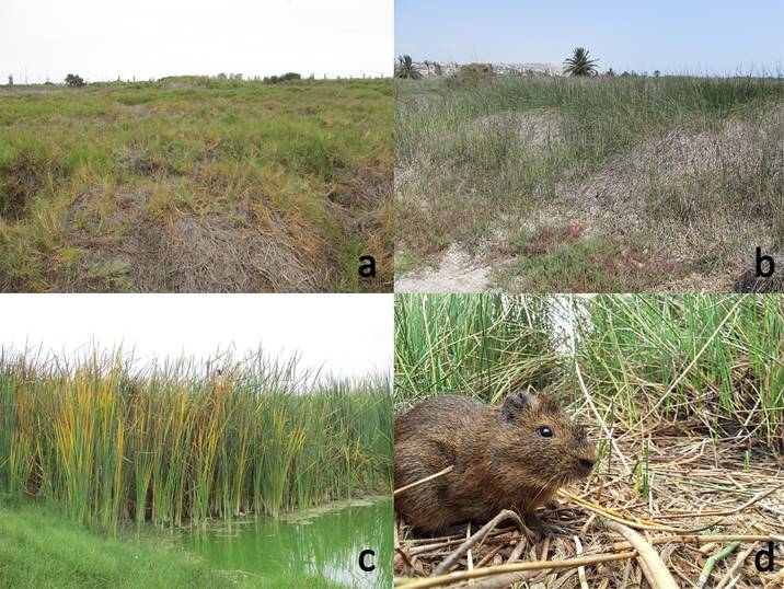 Abundancia relativa y selección de hábitat del cuy de montaña Cavia ...