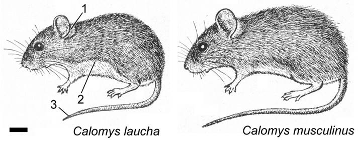 Claves de identificación para roedores múridos de Argentina
