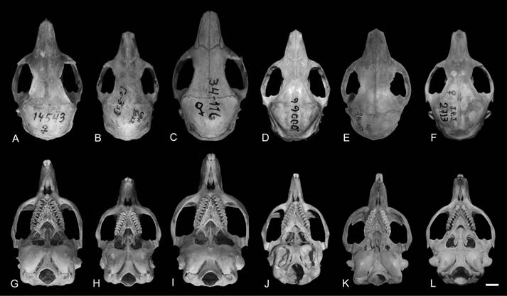 Una nueva especie del género Microcavia (Rodentia, Caviidae)