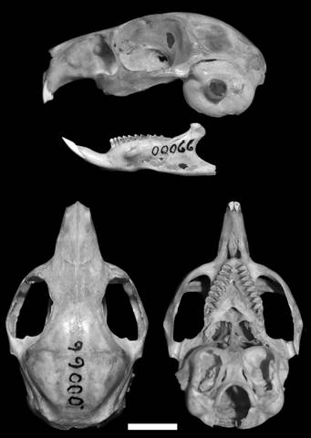Una nueva especie del género Microcavia (Rodentia, Caviidae)