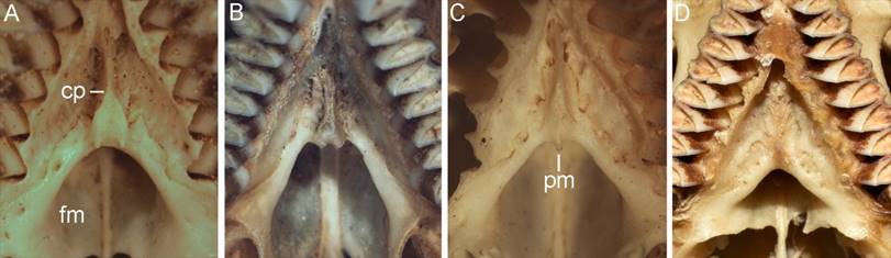 Una nueva especie del género Microcavia (Rodentia, Caviidae)