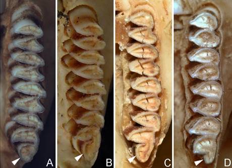 Una nueva especie del género Microcavia (Rodentia, Caviidae)