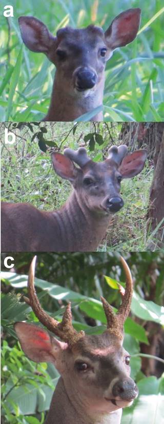Analysis of the male annual antler cycle, reproductive behavior and ...