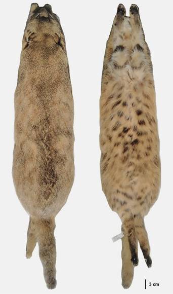 The oldest available name for the pampas cat of the Uruguayan Savannah ...