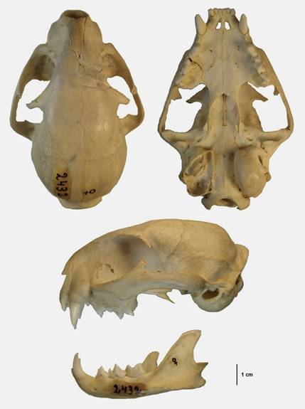 The oldest available name for the pampas cat of the Uruguayan Savannah ...