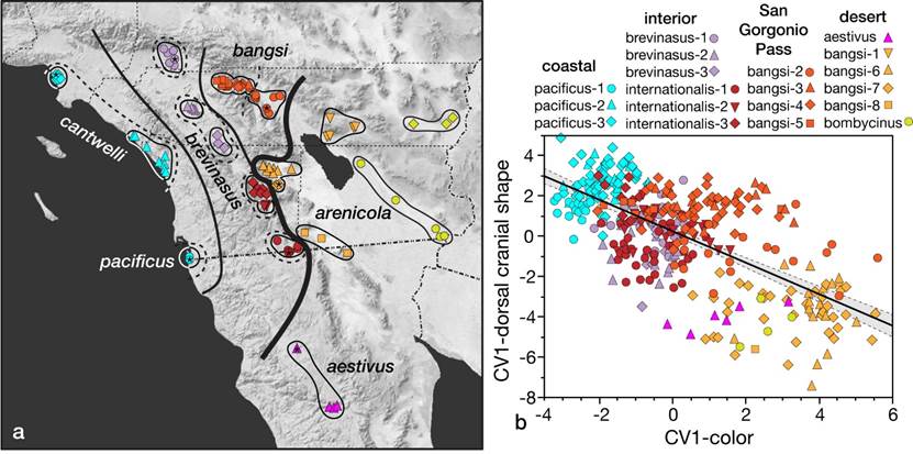 Taxonomic reassessment of the Little pocket mouse, Perognathus ...