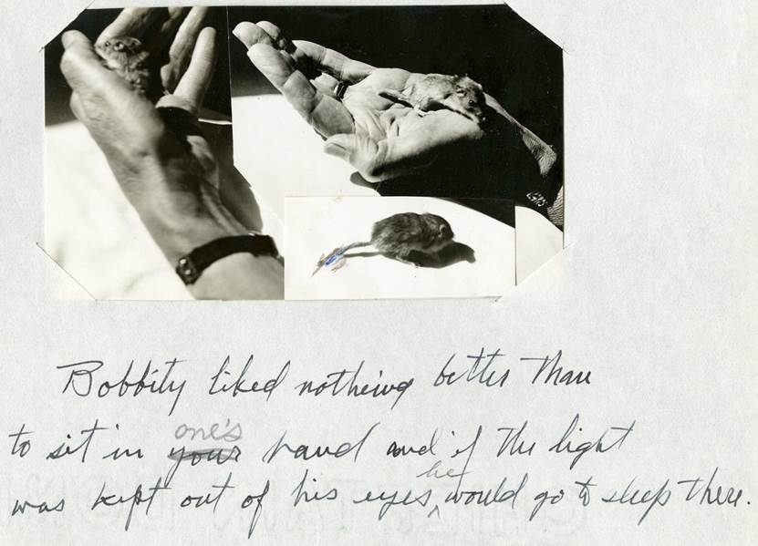 Taxonomic reassessment of the Little pocket mouse, Perognathus ...