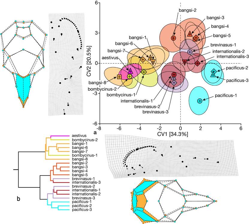 Taxonomic reassessment of the Little pocket mouse, Perognathus ...