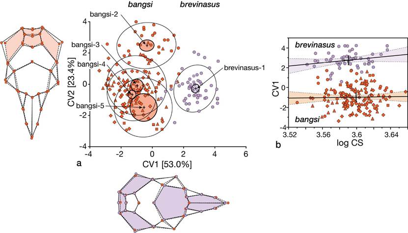 Taxonomic reassessment of the Little pocket mouse, Perognathus ...