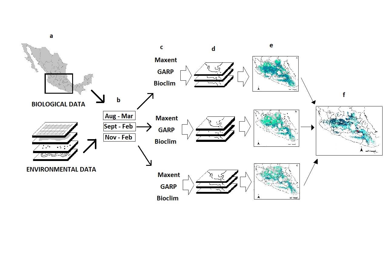 Coming home: modelling the mating roost of the endangered bat ...