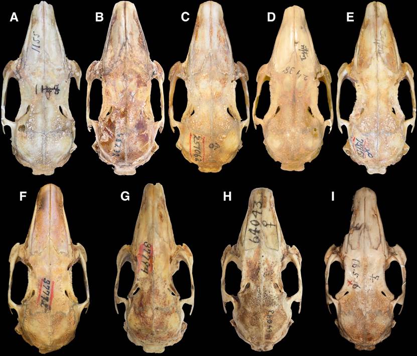 Sylvilagus Floridanus Skull