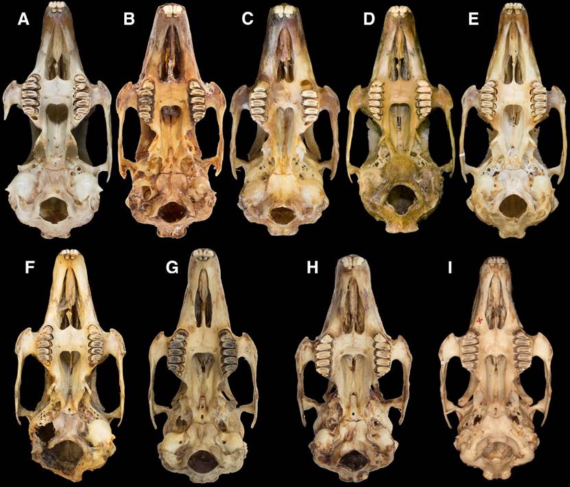A propaedeutic to the taxonomy of the Eastern cottontail rabbit ...