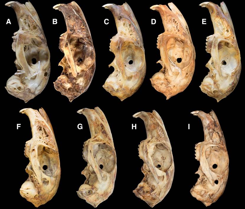 Sylvilagus Floridanus Skull