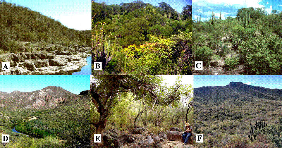 Distribution and habitat of Ocelot (Leopardus pardalis) in Sonora, México