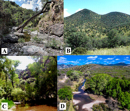 Distribution and habitat of Ocelot (Leopardus pardalis) in Sonora, México