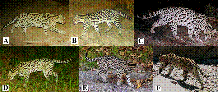 Distribution and habitat of Ocelot (Leopardus pardalis) in Sonora, México