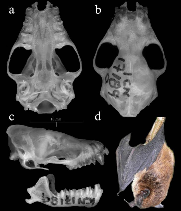 Systematics, morphometrics, and distribution of Eptesicus fuscus ...