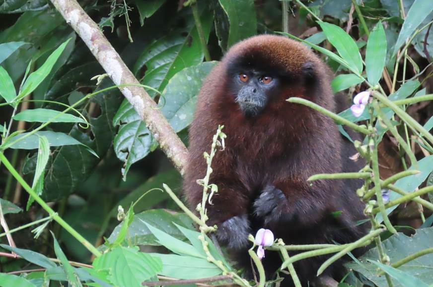 Variation of mammal diversity along a gradient separated by geographic ...