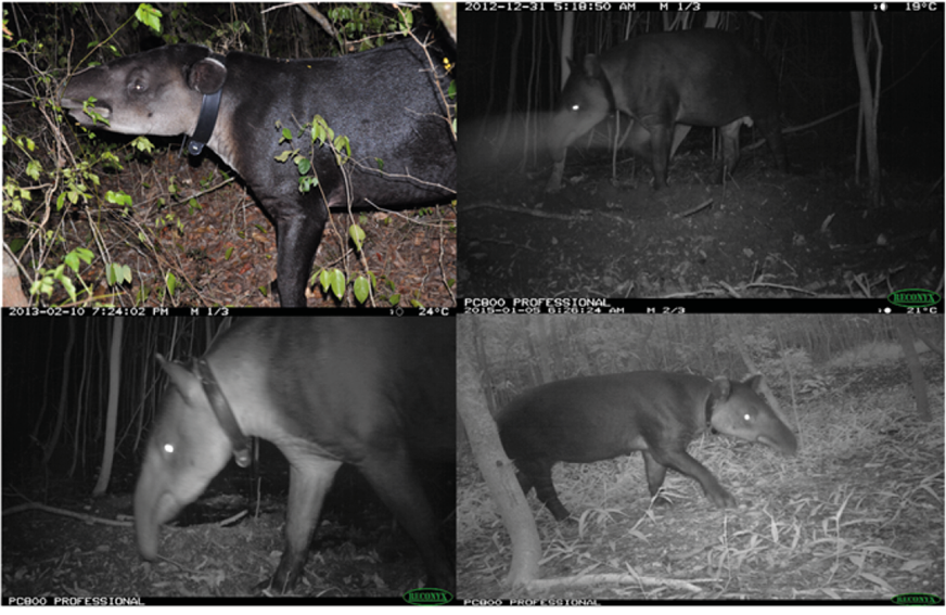 Baird’s Tapir social interactions, activity patterns, and site fidelity ...