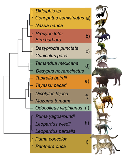 Community of medium and large-sized mammals and functional diversity in ...