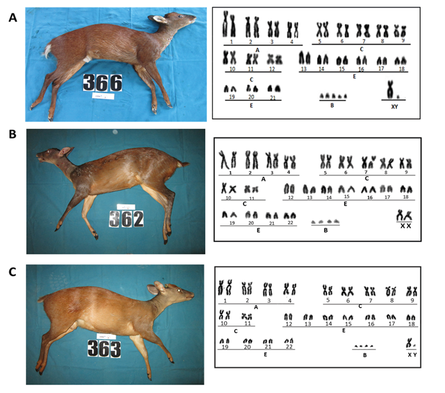 Molecular cytogenetics markers reveal the existence of a cryptic ...