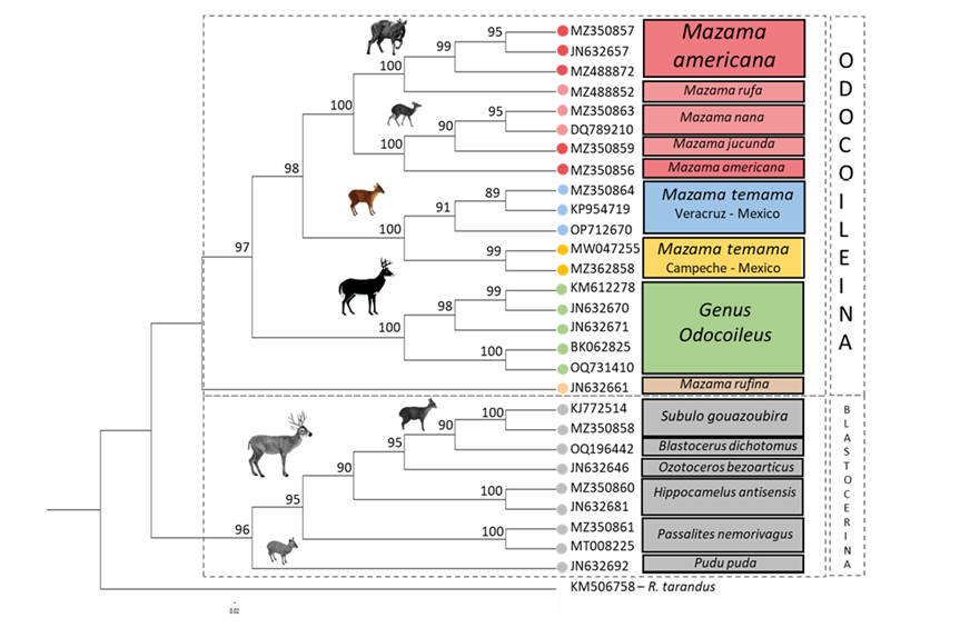 Molecular cytogenetics markers reveal the existence of a cryptic ...