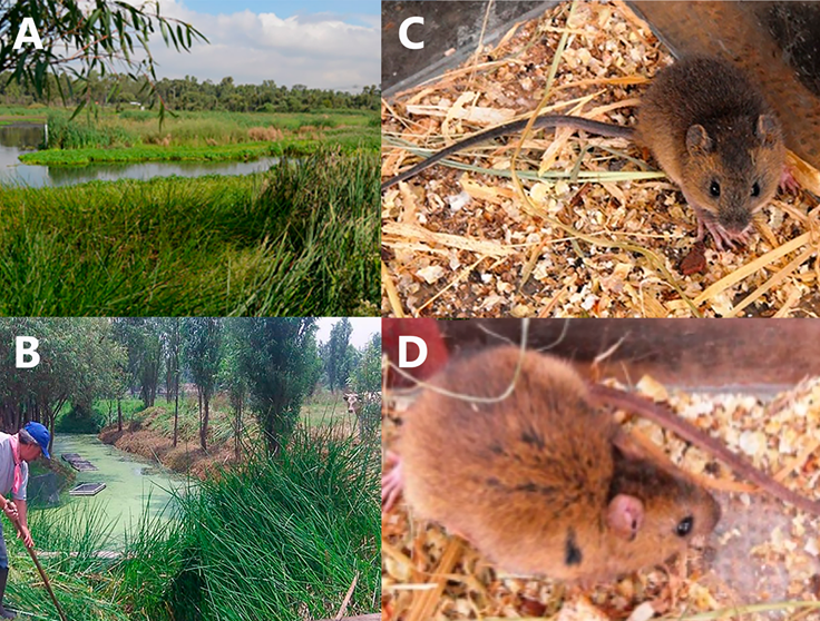 Rediscovery of Oryzomys fulgens: implications for the taxonomy of Oryzomys