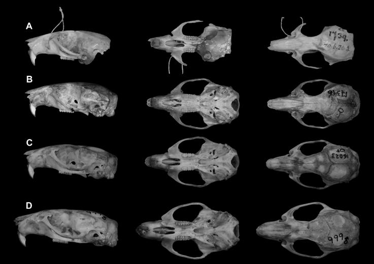 Rediscovery of Oryzomys fulgens: implications for the taxonomy of Oryzomys
