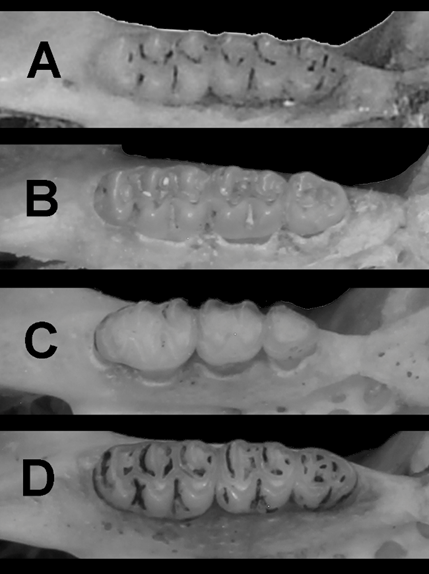 Rediscovery of Oryzomys fulgens: implications for the taxonomy of Oryzomys