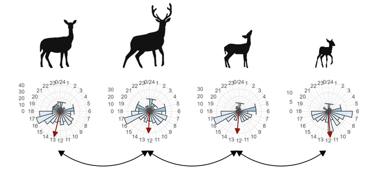 Activity patterns of the white-tailed deer (Odocoileus virginianus) in ...