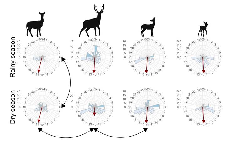 Activity patterns of the white-tailed deer (Odocoileus virginianus) in ...