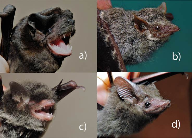 Advances and limitations in the trophic ecology of bats in Mexico