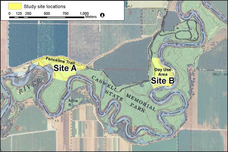 Riparian woodrat and black rat competition: investigating the role of ...