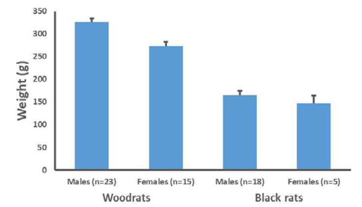 Riparian woodrat and black rat competition: investigating the role of ...