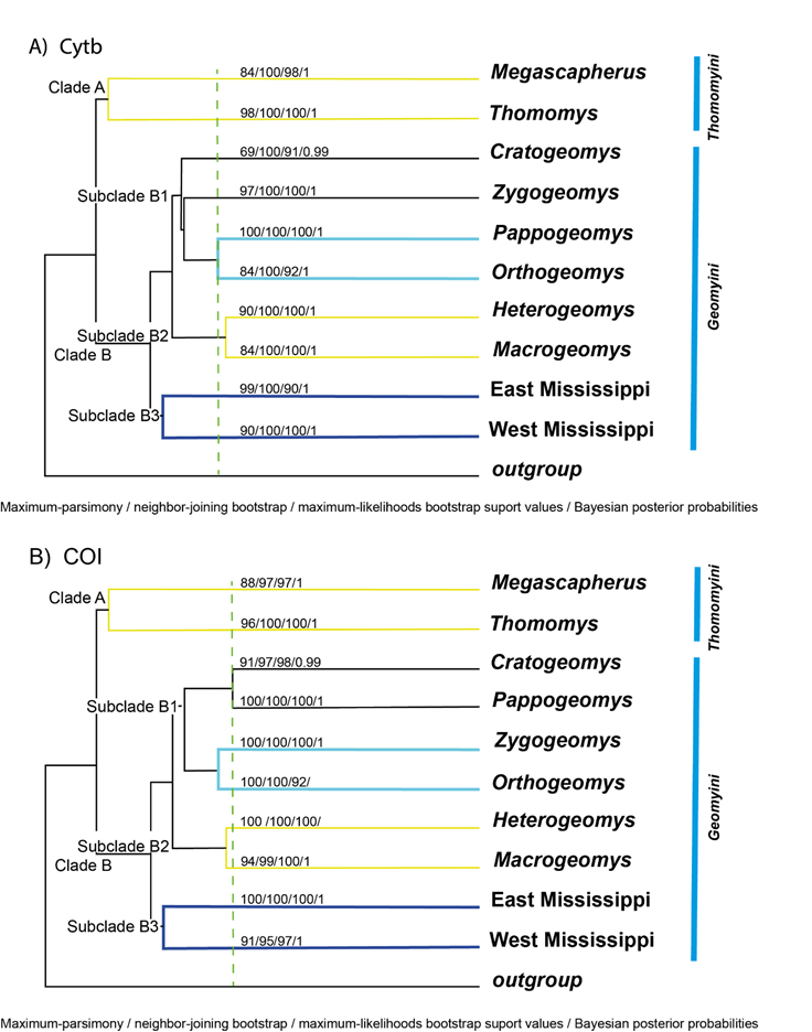 Genus-level review of pocket gophers in the family Geomyidae