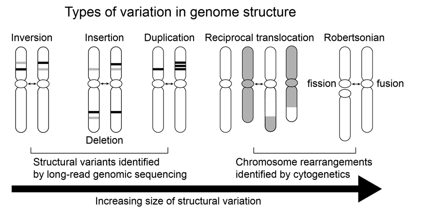 Chromosome evolution and speciation: Revisiting Bush et al. (1977)