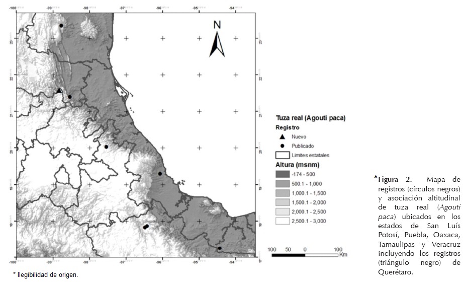 La tuza real (Agouti paca), nueva especie para la mastofauna del estado ...