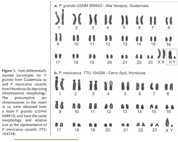 The karyotype of Peromyscus grandis (Rodentia: Cricetidae)