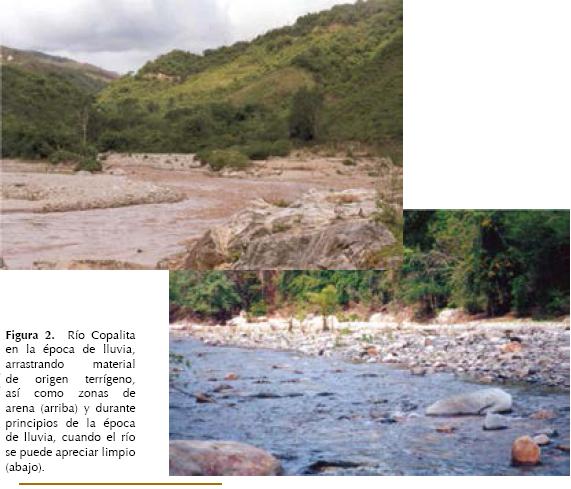 Sitios utilizados por la nutria neotropical en una selva baja ...