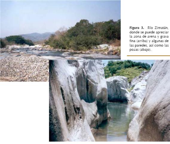 Sitios utilizados por la nutria neotropical en una selva baja ...