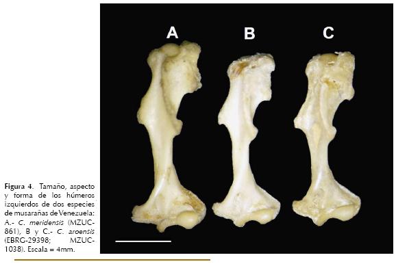 Variación intraespecífica en Cryptotis aroensis (Mammalia, Soricomorpha ...