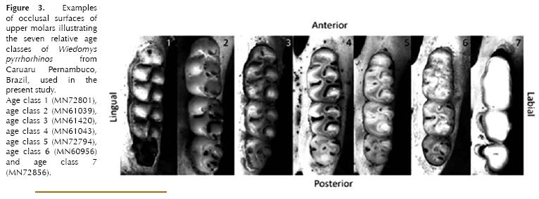 Annual age structure and reproduction in the Caatinga red-nosed mouse ...