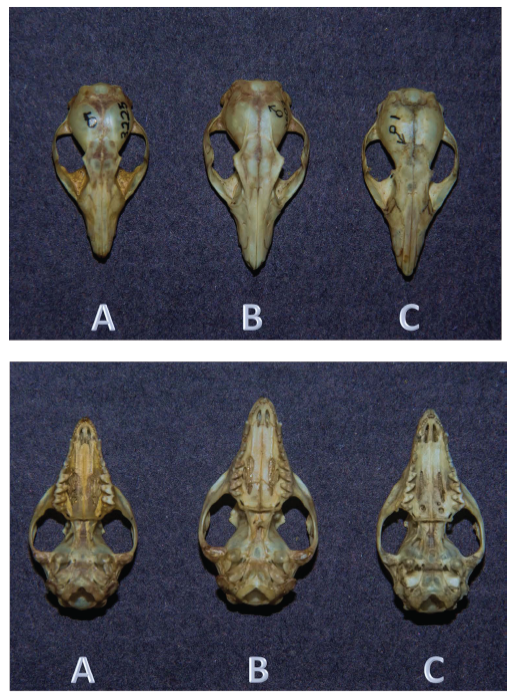 Primer registro de Tlacuatzin canescens, (Mammalia, Didelphimorphia ...