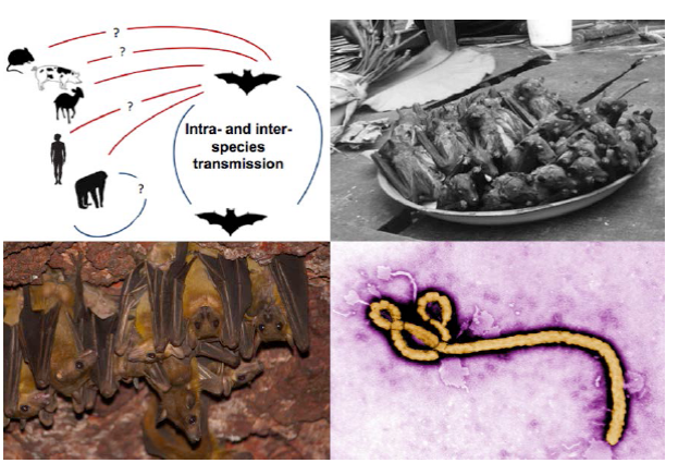African bats: Conservation in the time of Ebola