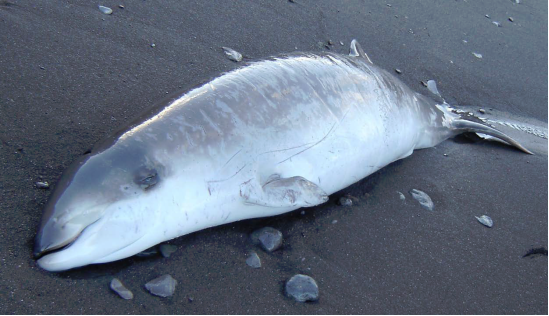 First stranding record of a Cuvier beaked whale ( Ziphius cavirostris ...