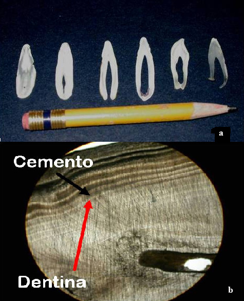 Comparación del ritmo de crecimiento de las toninas (Tursiops truncatus ...