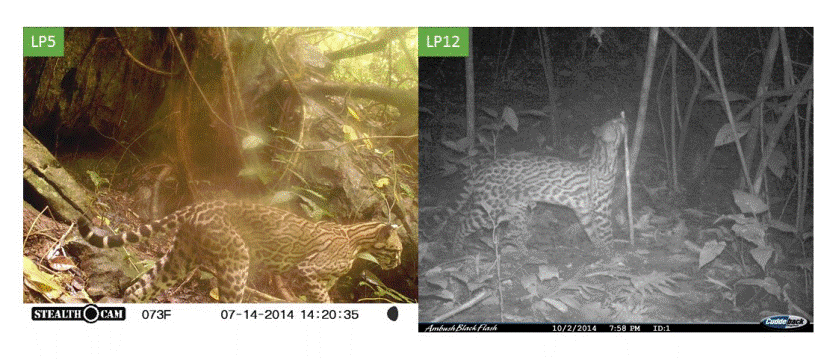 Primeros registros de ocelote en los bosques tropicales de la Sierra ...