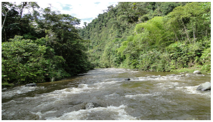 New record of Stolzmann's crab-eating rat Ichthyomys stolzmanni ...